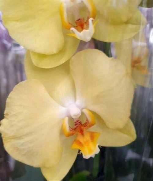 Орхидея фаленопсис Равелло 960106 Желтая лимонная