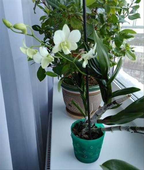 Орхидея дендробиум фаленопсис