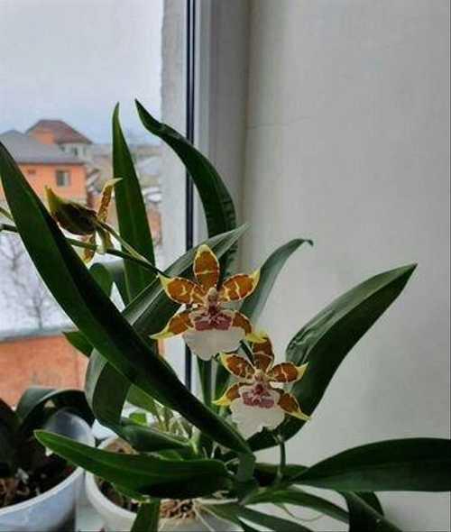 Орхидея дендробиум(камбрия)
