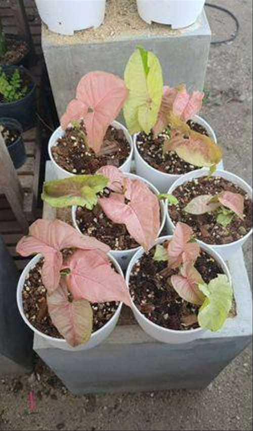 Syngonium Pink Pastel (Новинка)