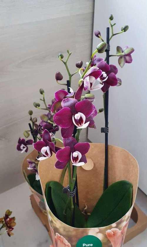 Орхидея Фаленопсис Каода 35-45см 3цветоноса 94771