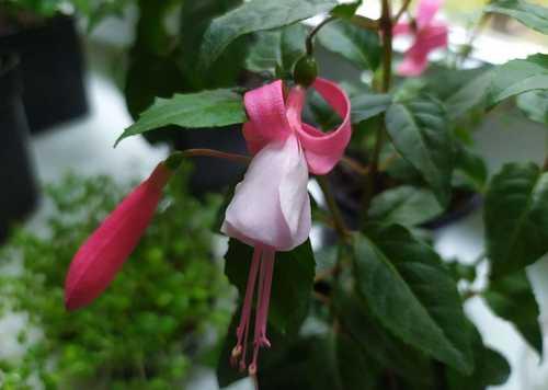 Фуксия, кампанула