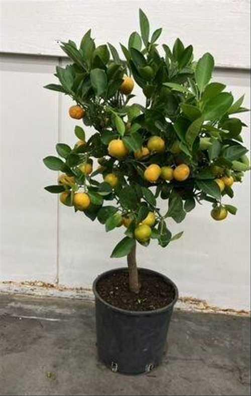 Комнатные растения цветы домашние Мандарин/Лимон
