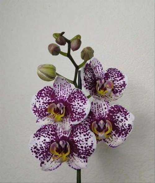 Орхидея фаленопсис Berry Snake