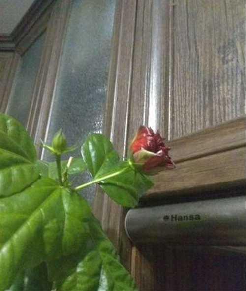 Гибискус, роза китайская
