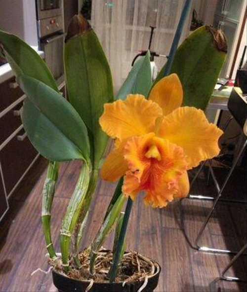 Орхидея каттлея rlc spanish eye