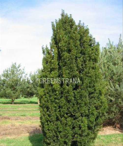 Тис ягодный Фастигиата (Taxus baccata Fastigiata)