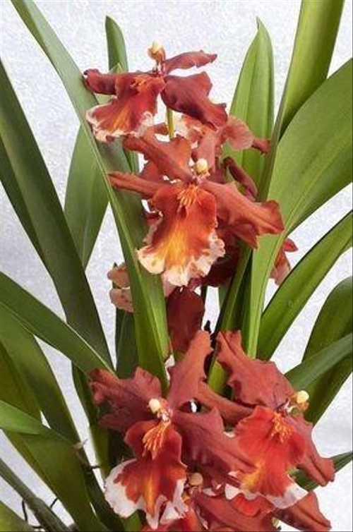 Орхидея Аскоценда, Дендробиум, Камбрия