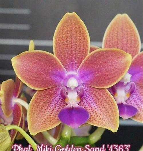 Орхидея Miki Golden Sean Baby MXS02