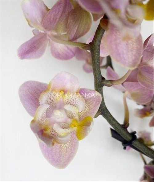 Орхидея фаленопсис Пафрфюмерная фабрика Оранж Трил