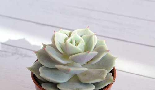 Echeveria Lola (Эхеверии) (SCT28770)