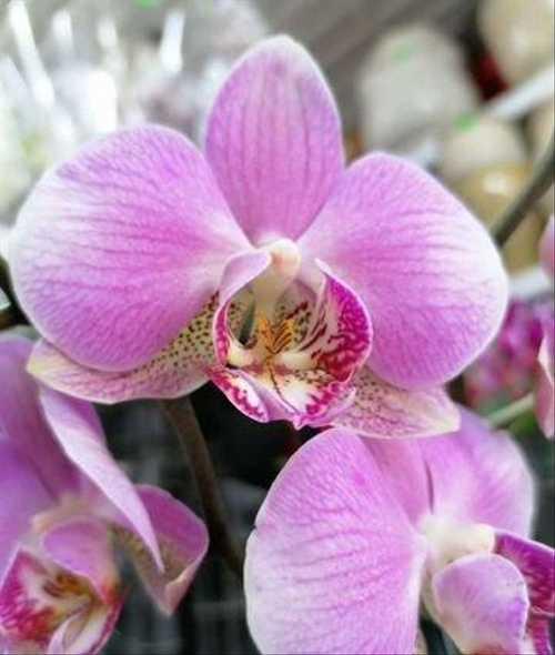 Фаленопсис орхидея. Стюартина пинк