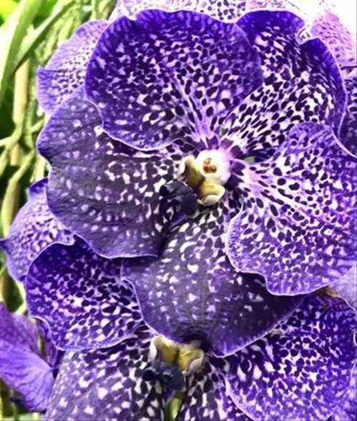 Фаленопсис Sunny Smell(Aroma),Purple Leopard