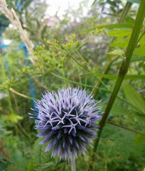 Семена мордовника шароголового