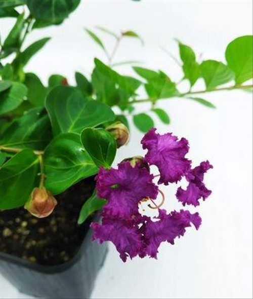 Лагерстремия indica violet filli