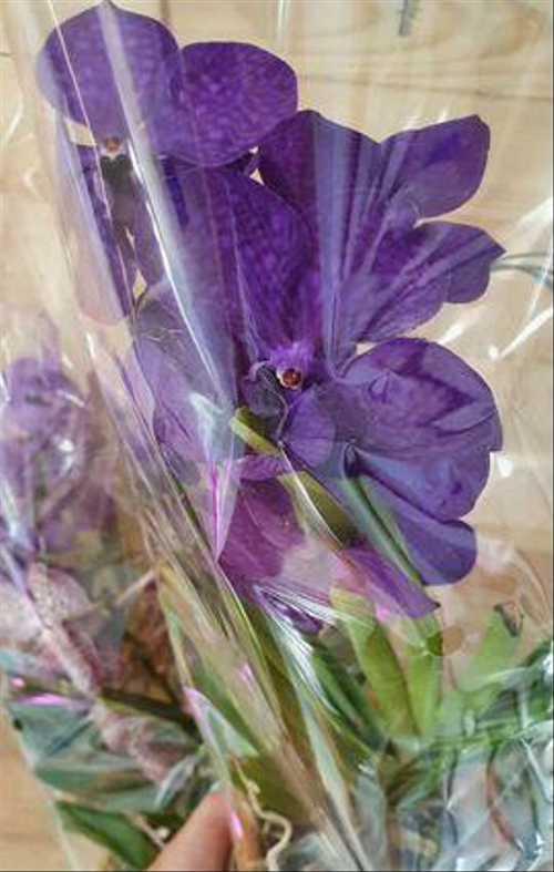 Фиолетовая орхидея ванда в керамике 96171