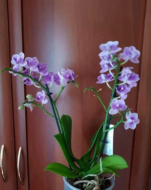 Орхидея фаленопсис Violet Gueen Фиолетовая Королев