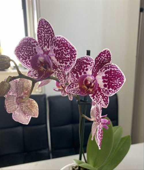 Орхидея фаленопсис мини