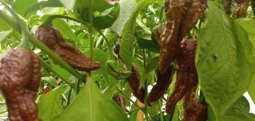 Перец Bhut Jolokia Chocolate, семена