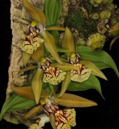 Орхидея Coelogyne Schilleriana