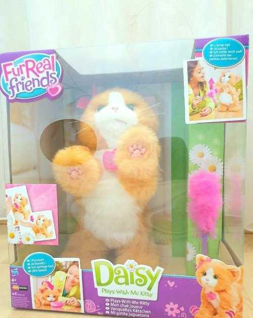 Кот Daisy новый