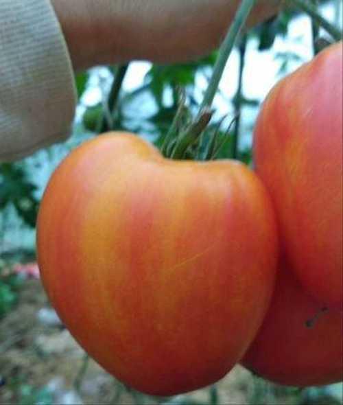 Семена томаты и перцы
