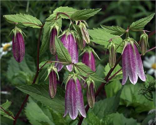 Колокольчик Такешимана "Звонок"