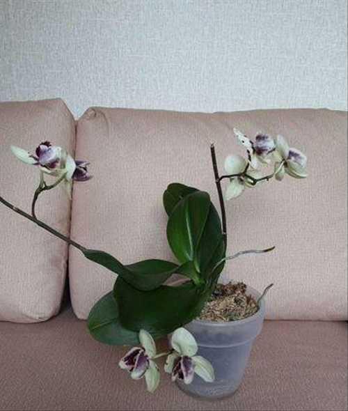 Орхидея Фаленопсис Альбуфера пелор