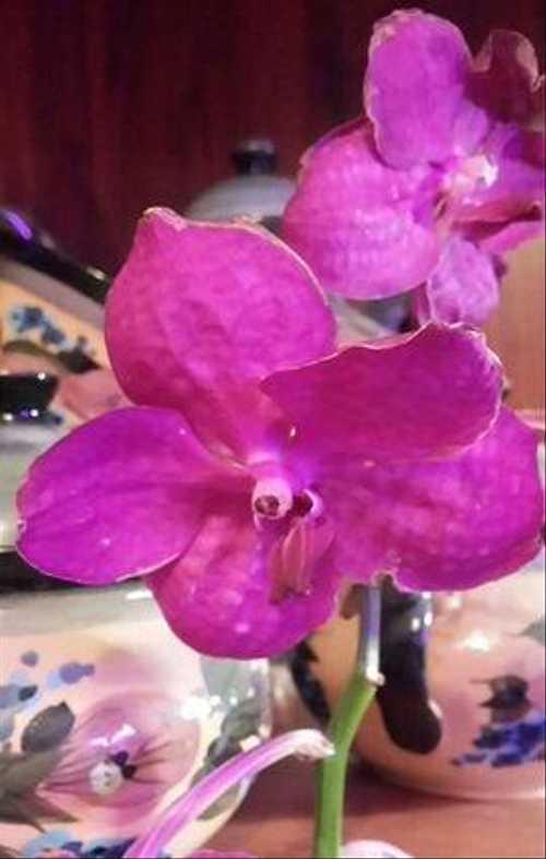 Орхидея Ванда отцвела