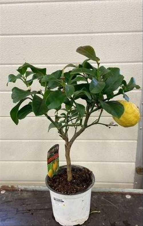 Лимонное дерево мини/ Лимон 50 см