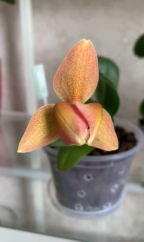 Орхидея Brother Sara Gold пелорик