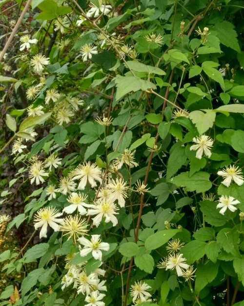 Клематис Поль Фаргез (Фаргезиоидес), или Летний Сн