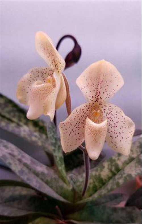 Paphiopedilum concolor, Пиноккио, Орхидея Башмачок