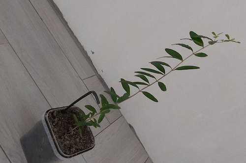 Гранат комнатное растение для дома офиса