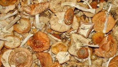 Мухомор красный, партерный, шаманка