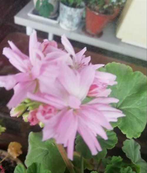 Герань пеларгония