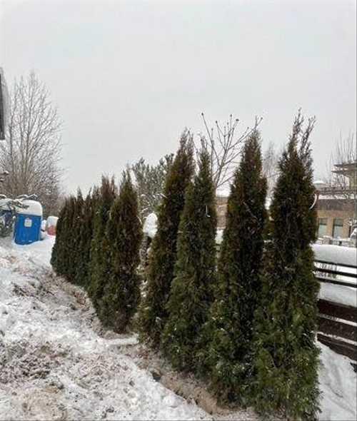 Туя Смарагд живая изгородь