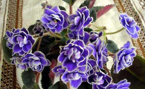 Фиалка черенки (обмен)