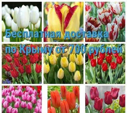 Тюльпаны Голландия 10шт бесплатно доставим