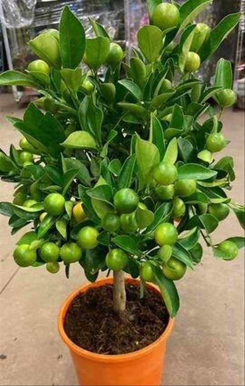 Мандариновое Лимонное дерево растения цветы