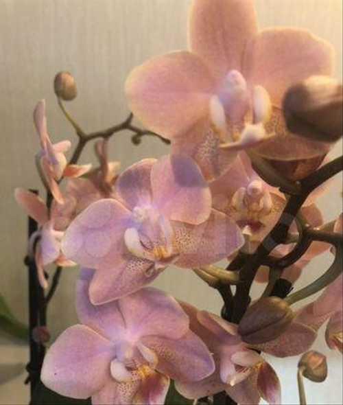 Орхидея Одорион ароматная 2 куста в одном горшке