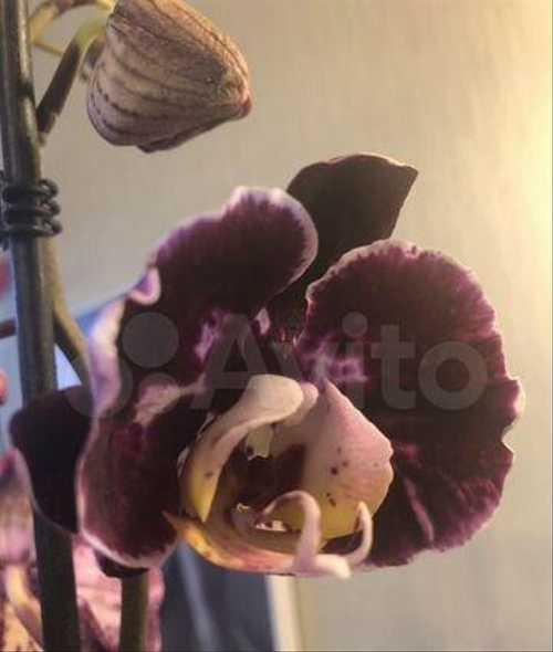 Орхидея фаленопсис 2/12 горшке
