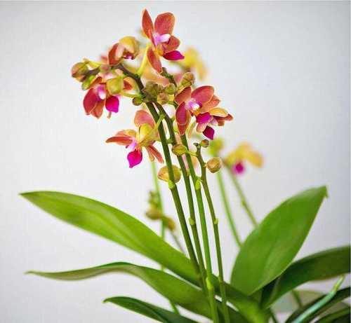 Орхидея Фаленопсис Мультифлора