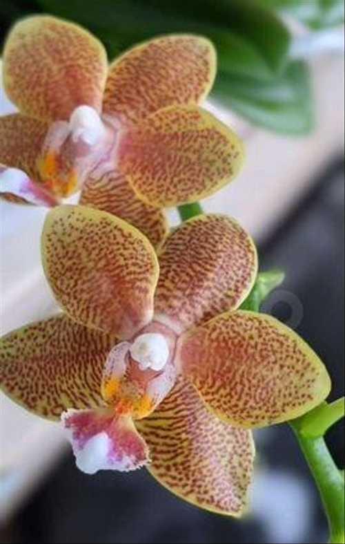 Орхидея Masterpiece