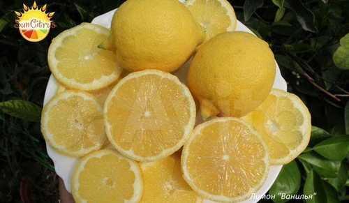 Лимон "Ванилья" \ Ванильный сладкий лимон
