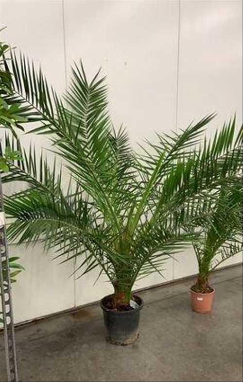 Пальма канарский финик Н 210 см / 150 см