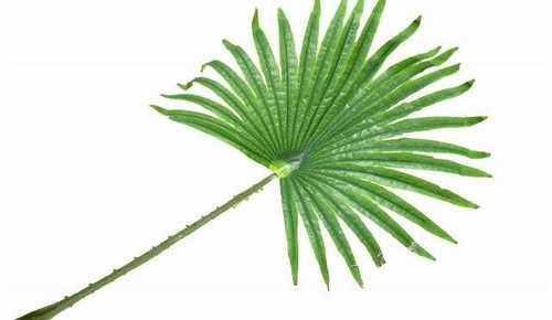 Лист искусственный пальмы Вашингтония веерный 60*9
