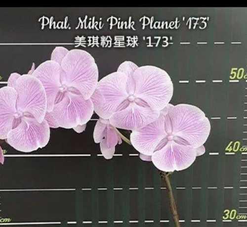 Орхидея фаленопсис miki planet 173