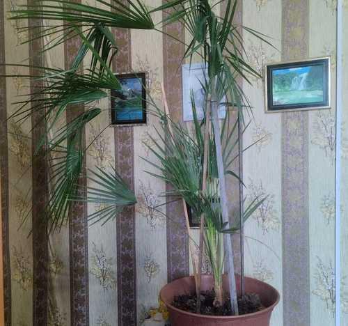 Пальма хамеропс