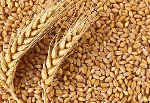 Зерно пшеница / пшеница / 5 кг